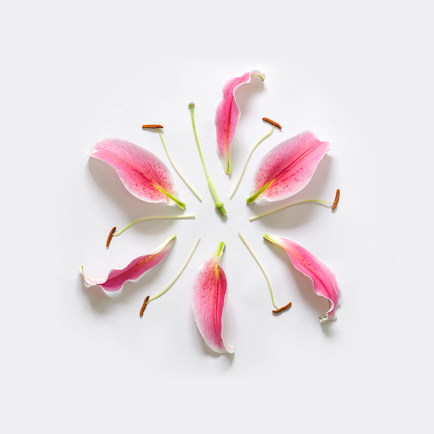 Exploded Flowers By Fong Qi Wei | Modernism