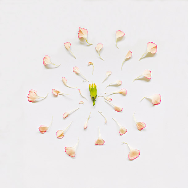 Exploded Flowers By Fong Qi Wei | Modernism